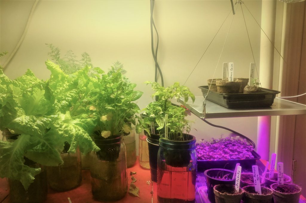 Indoor Herb Garden Basics and Growing Advice | Curious Cultivations
